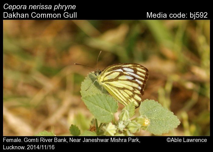 Cepora nerissa | Butterfly