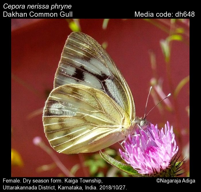 Cepora nerissa | Butterfly