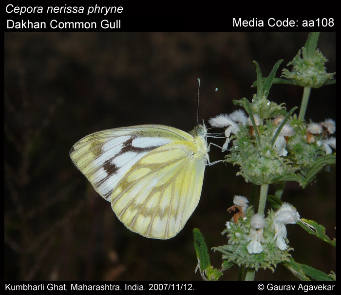 Cepora nerissa | Butterfly
