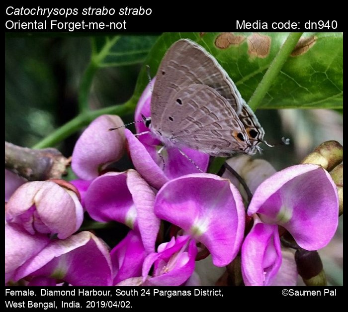 Catochrysops strabo | Butterfly