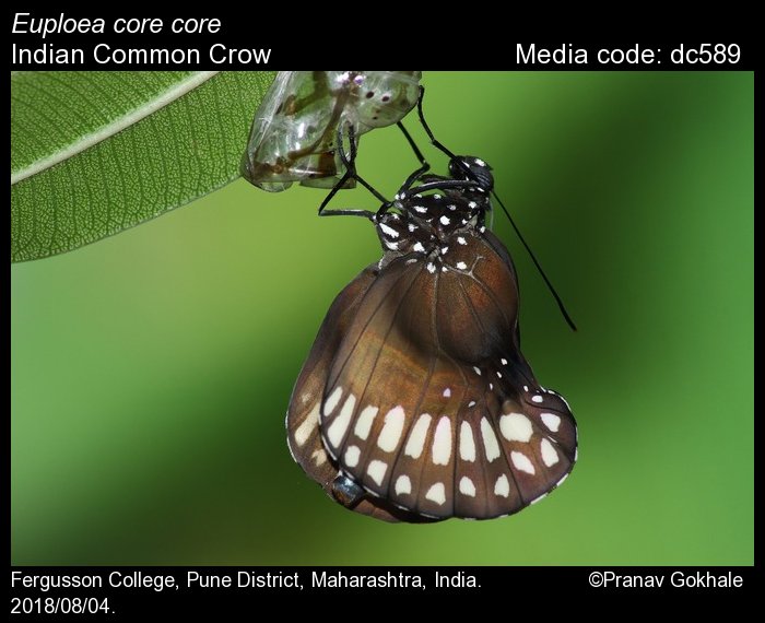 Euploea core | Butterfly