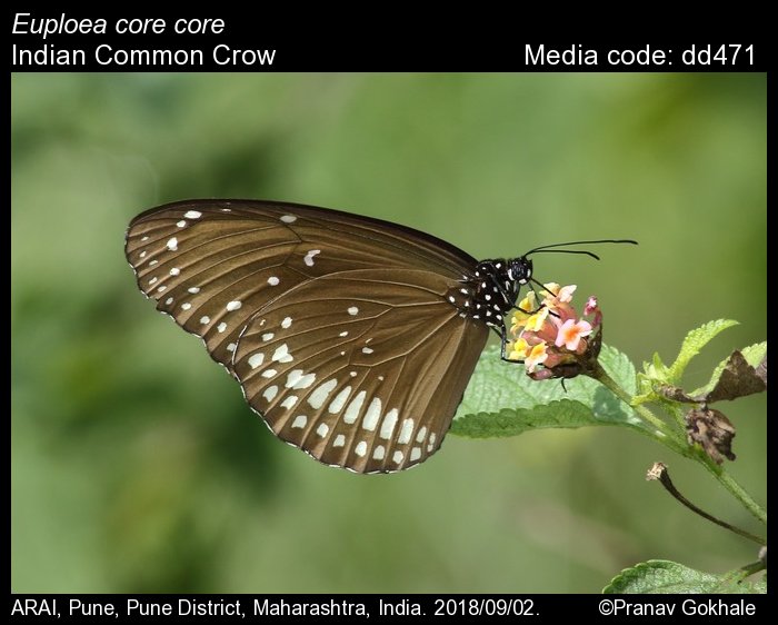 Euploea core | Butterfly