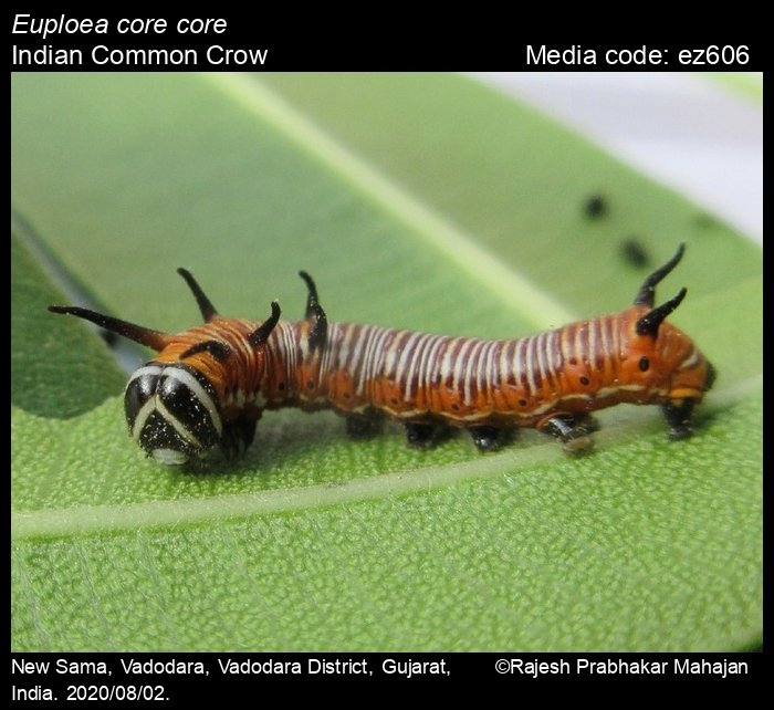 Euploea core | Butterfly