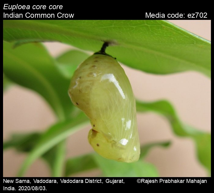 Euploea core | Butterfly