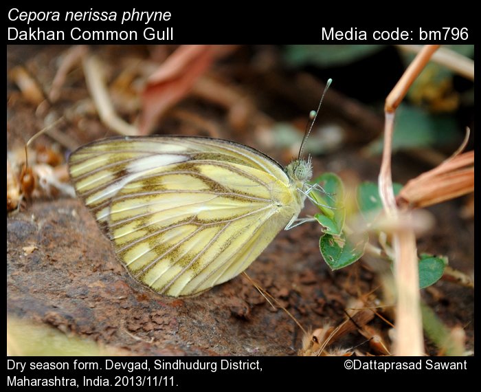 Cepora nerissa | Butterfly