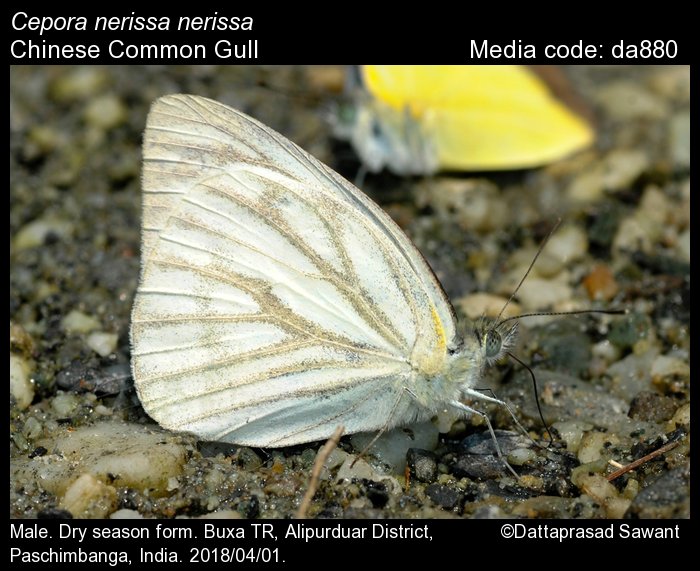 Cepora nerissa | Butterfly