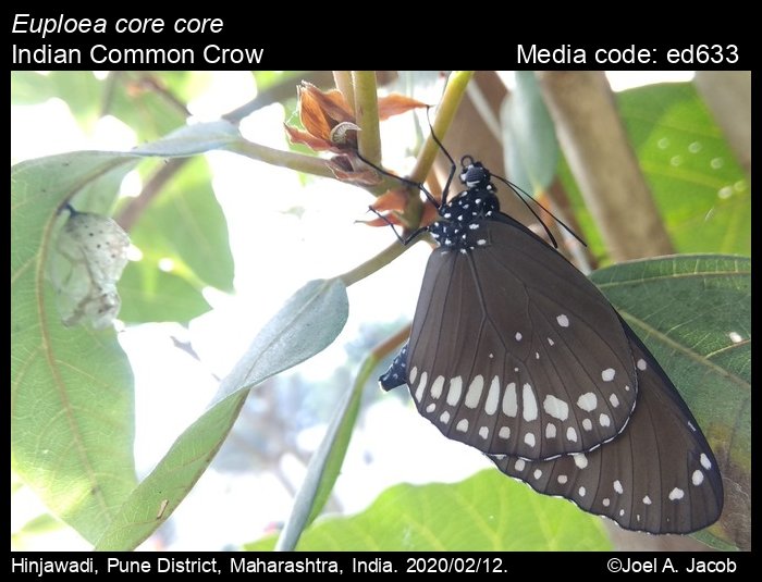 Euploea core | Butterfly