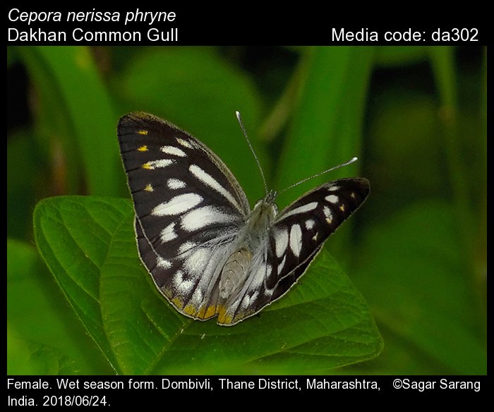 Cepora nerissa | Butterfly