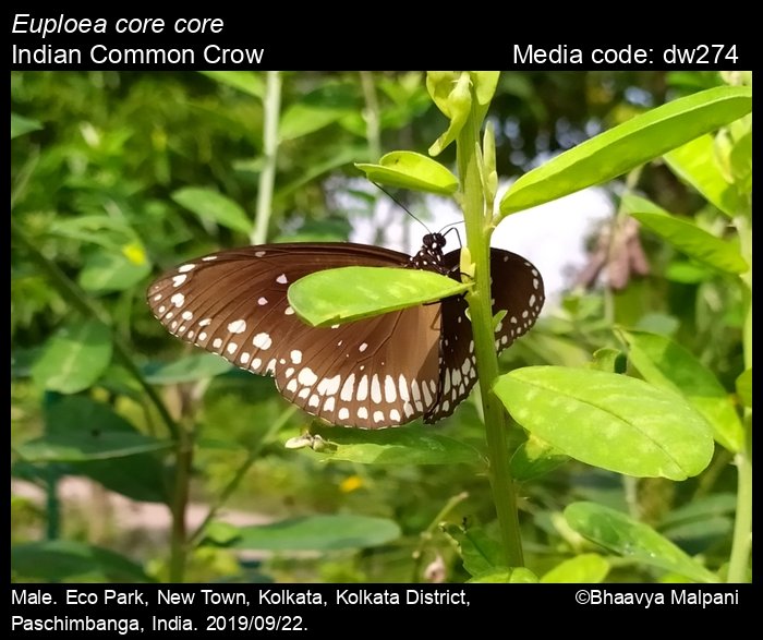 Euploea core | Butterfly