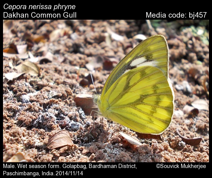 Cepora nerissa | Butterfly