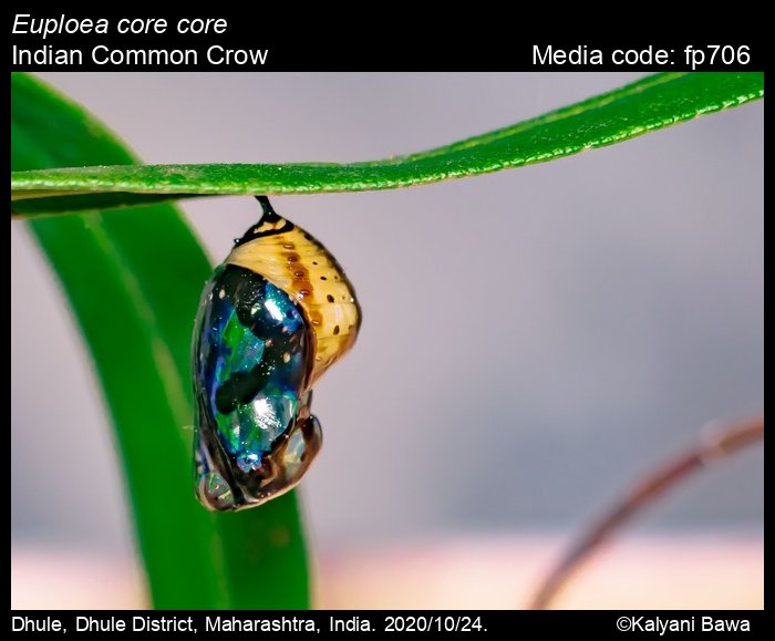 Euploea core | Butterfly