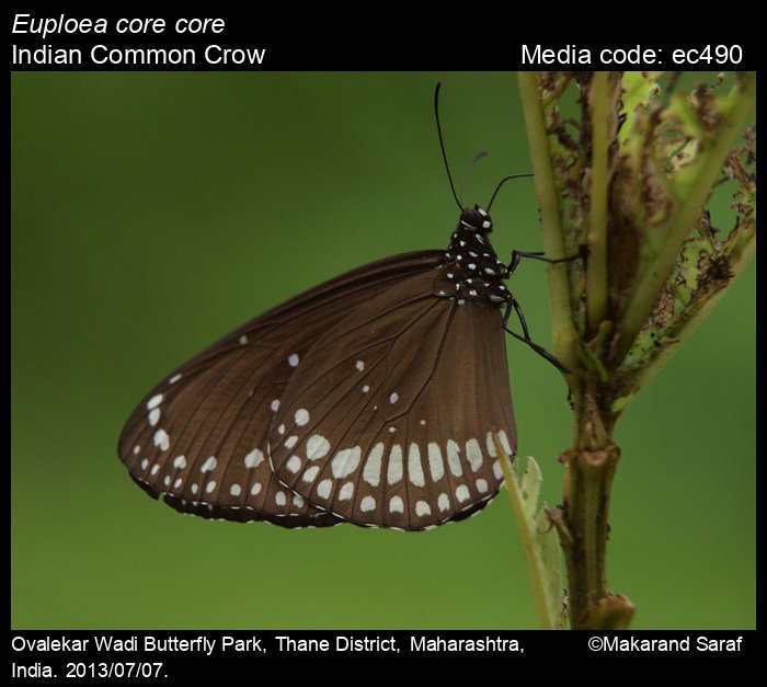 Euploea core | Butterfly