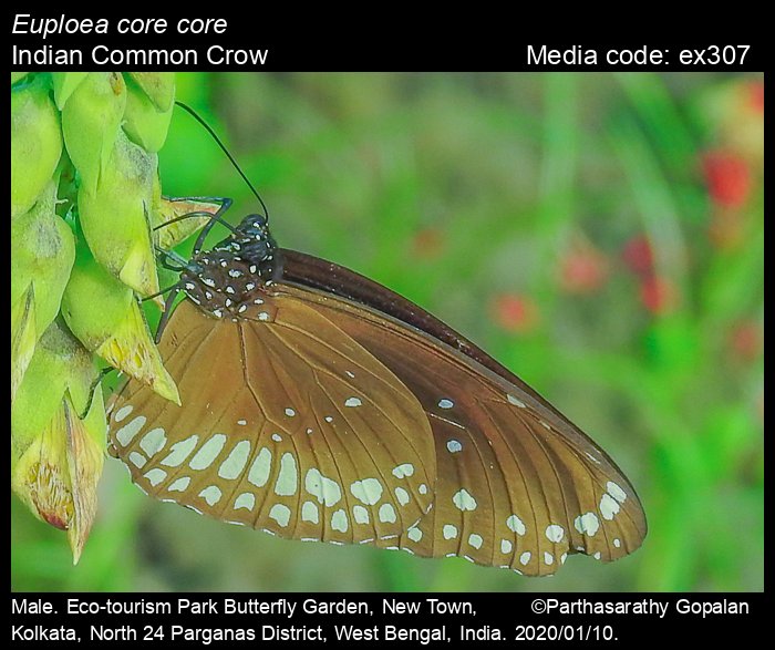 Euploea core | Butterfly
