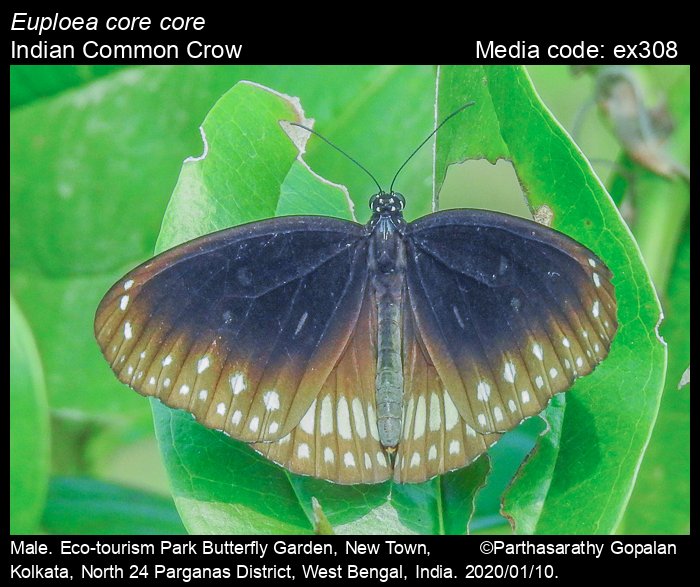 Euploea core | Butterfly