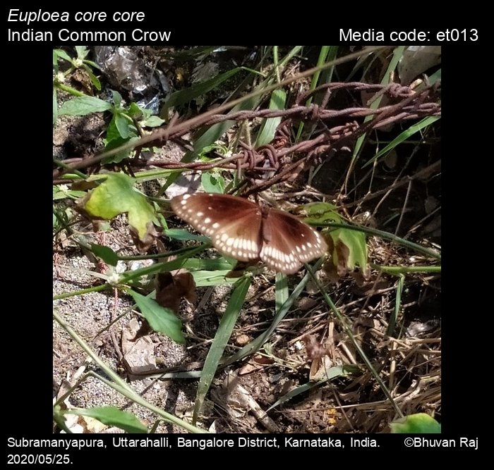 Euploea core | Butterfly