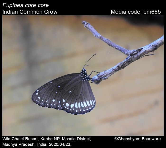 Euploea core | Butterfly