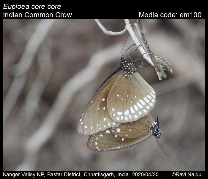 Euploea core | Butterfly