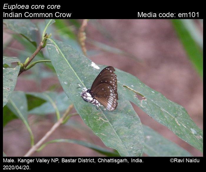 Euploea core | Butterfly
