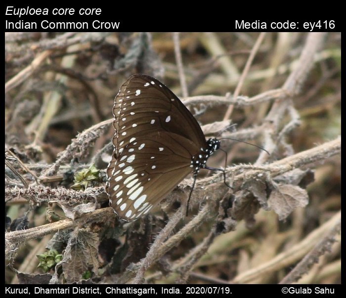 Euploea core | Butterfly