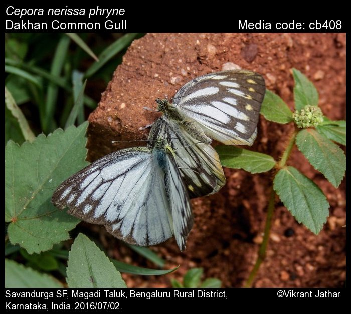 Cepora nerissa | Butterfly
