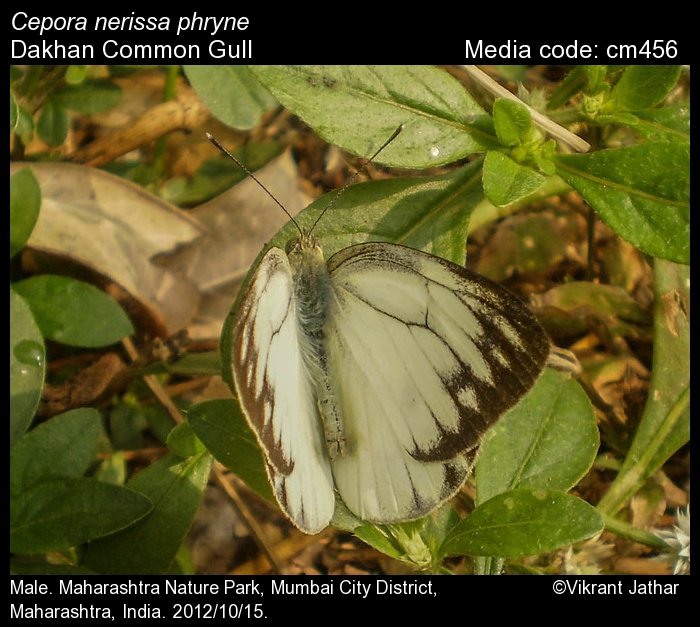 Cepora nerissa | Butterfly