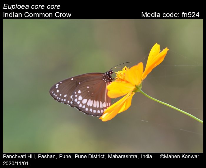 Euploea core | Butterfly
