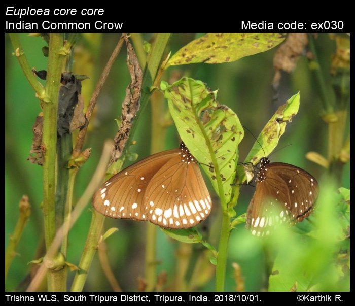 Euploea core | Butterfly