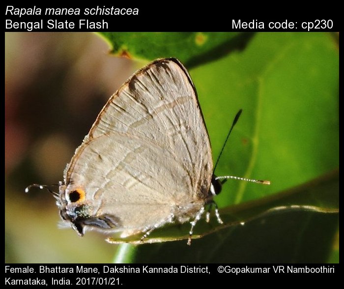 Rapala manea | Butterfly