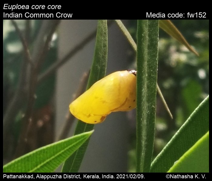 Euploea core | Butterfly