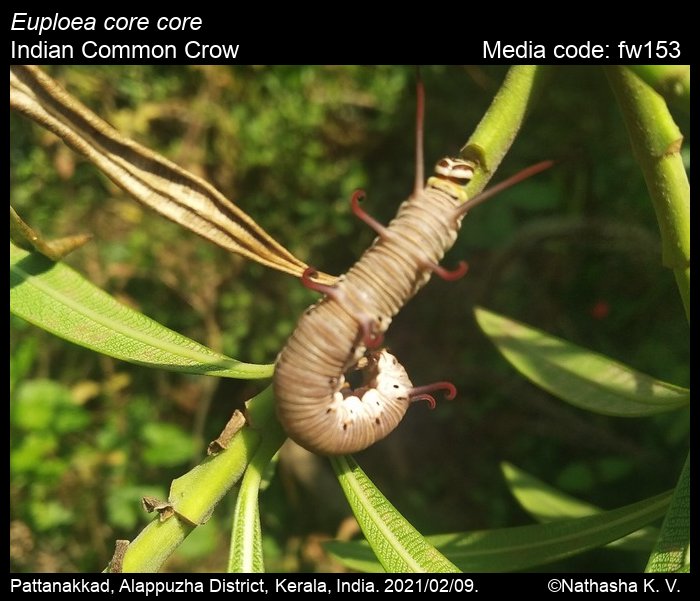 Euploea core | Butterfly