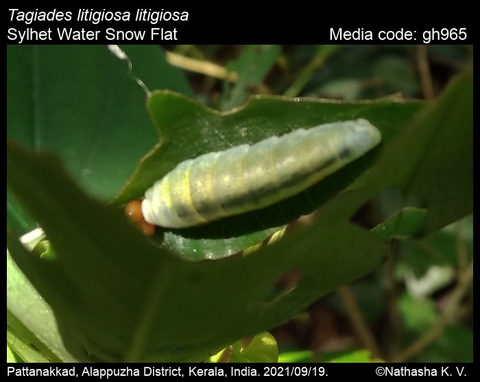 Tagiades litigiosa | Butterfly