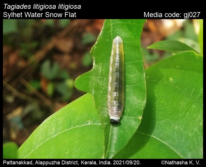 Tagiades litigiosa | Butterfly