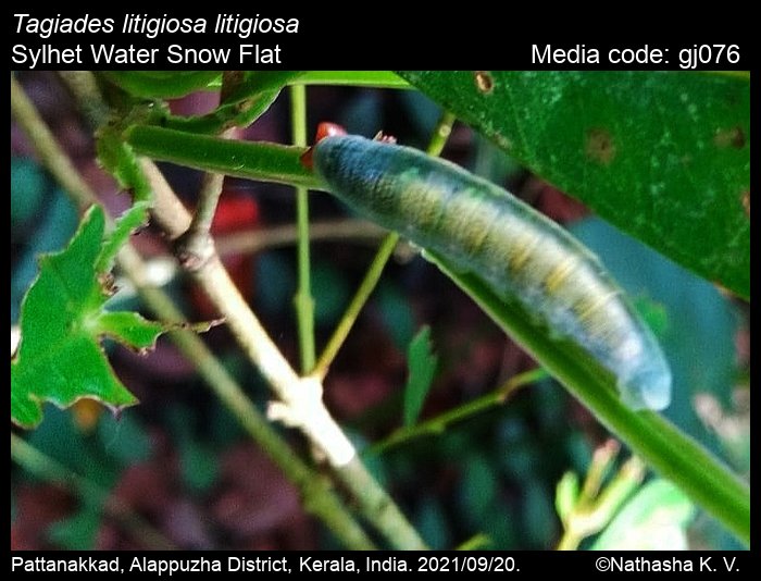 Tagiades litigiosa | Butterfly