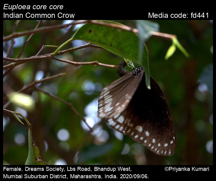Euploea core | Butterfly