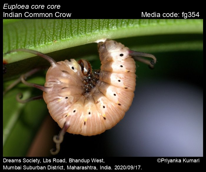 Euploea core | Butterfly