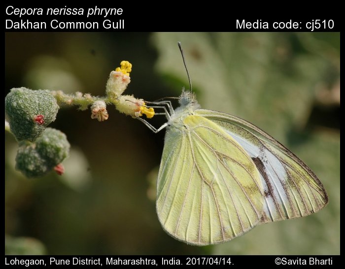 Cepora nerissa | Butterfly