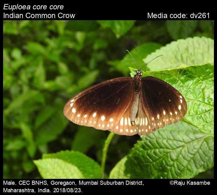 Euploea core | Butterfly