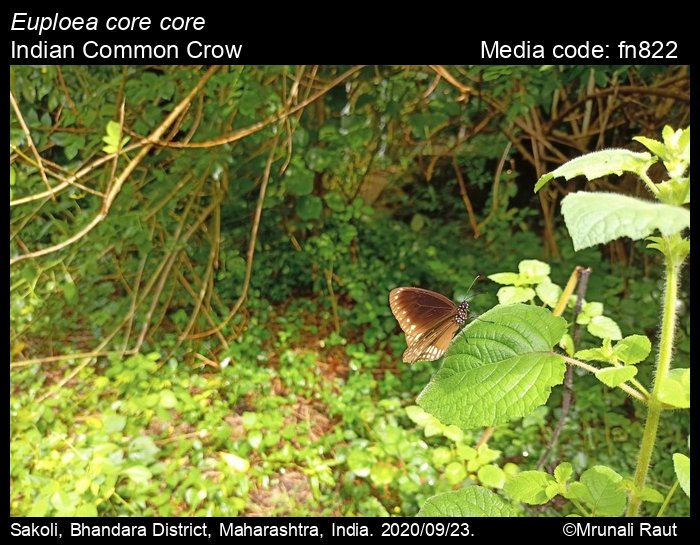 Euploea core | Butterfly