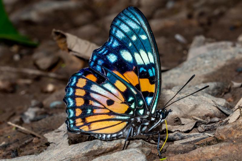 Sephisa chandra chandra | Butterfly