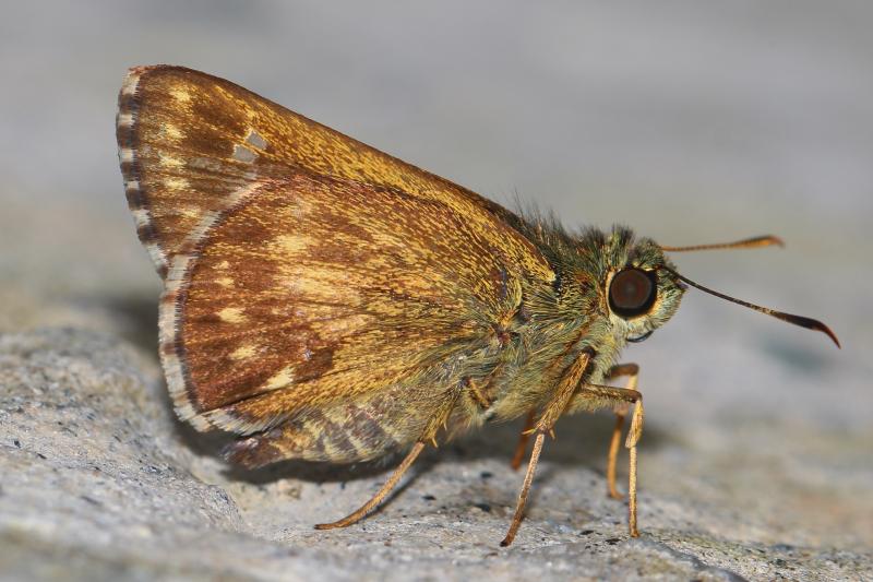 Halpe spp. | Butterfly