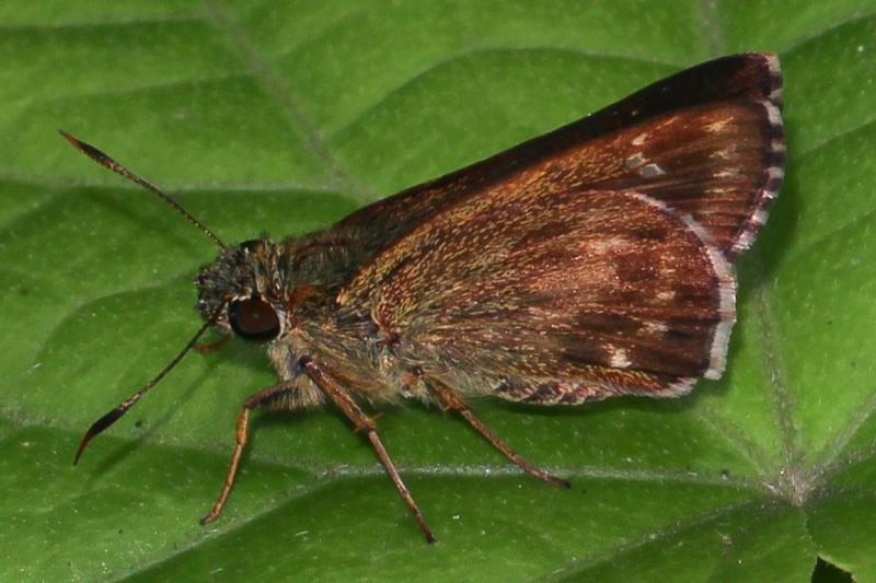 Halpe spp. | Butterfly