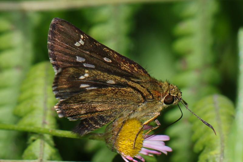 Halpe spp. | Butterfly