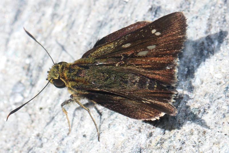 Halpe spp. | Butterfly