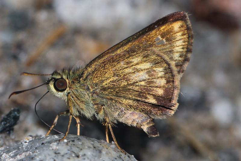 Halpe spp. | Butterfly