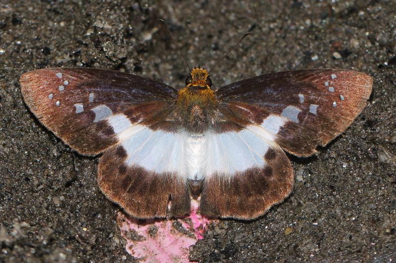 Gerosis sinica narada | Butterfly