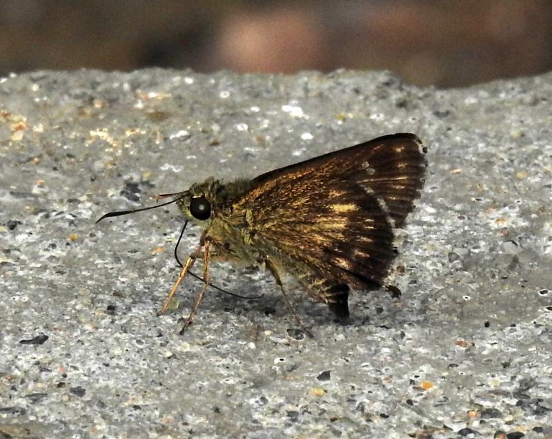 Halpe spp. | Butterfly