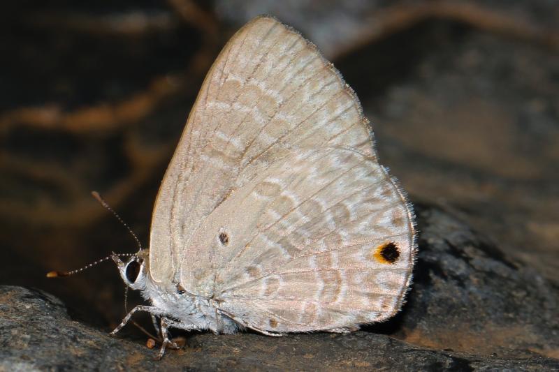 Anthene lycaenina lycaenina | Butterfly