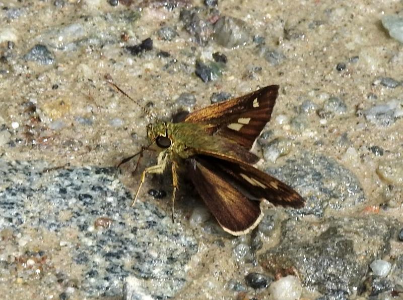 Halpe spp. | Butterfly