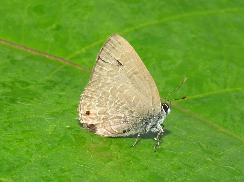 Anthene emolus emolus | Butterfly