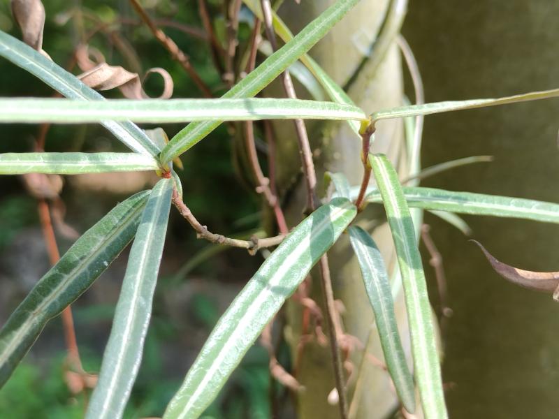 Hemidesmus indicus | Butterfly